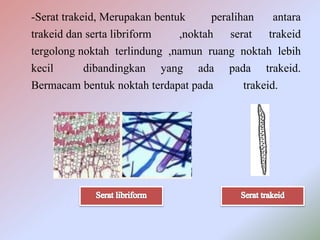 Jaringan Penyokong Pada Tumbuhan | PPTX