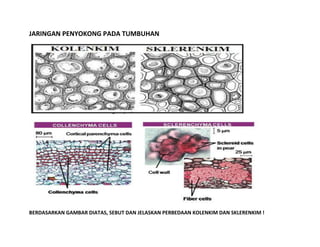 JARINGAN PENYOKONG PADA TUMBUHAN.docx