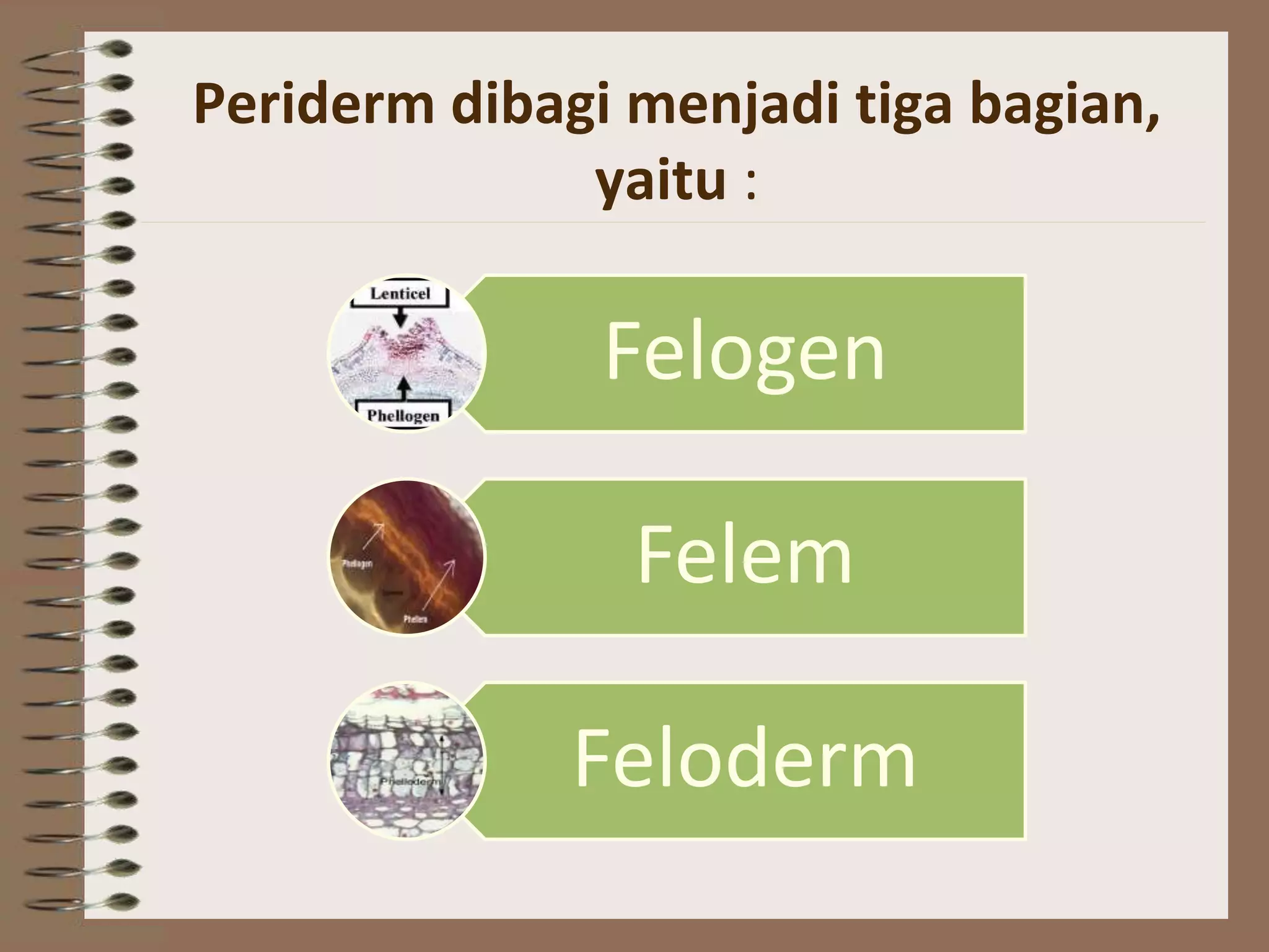 Jaringan periderm | PPTX