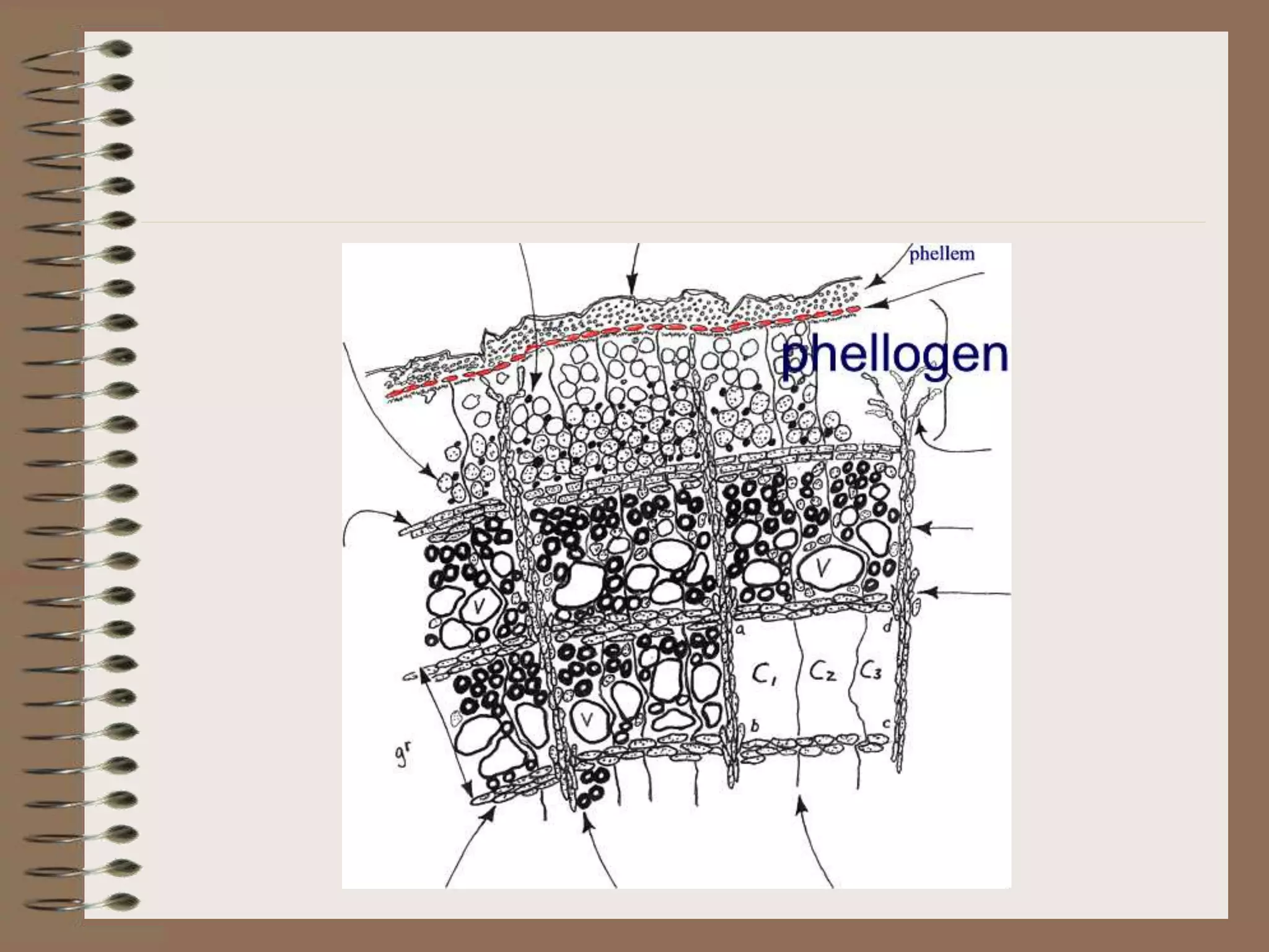 Jaringan periderm | PPTX