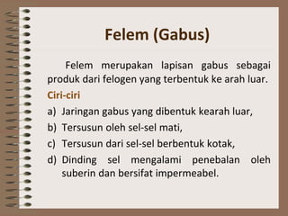 Jaringan periderm | PPTX