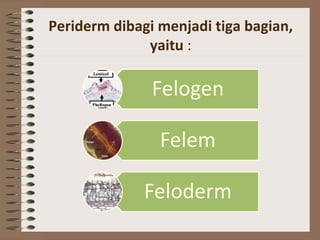 Jaringan periderm | PPTX