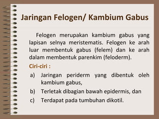 Jaringan periderm | PPTX