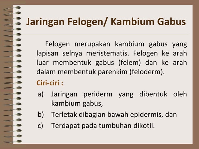 Jaringan periderm | PPTX