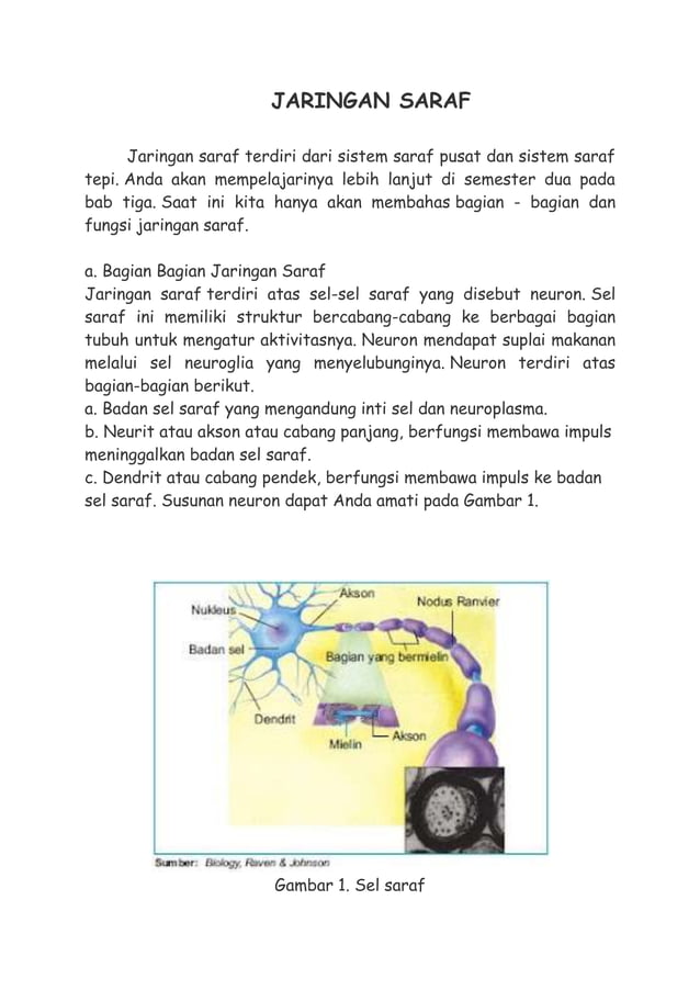 Jaringan saraf | PDF