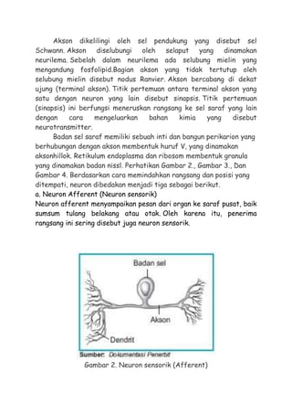 Jaringan saraf | PDF