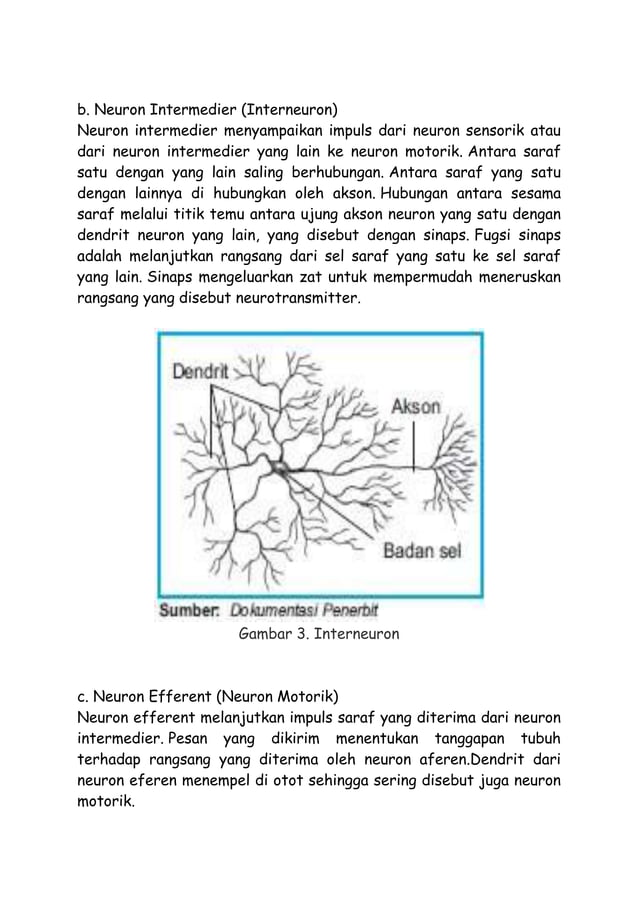 Jaringan saraf | PDF