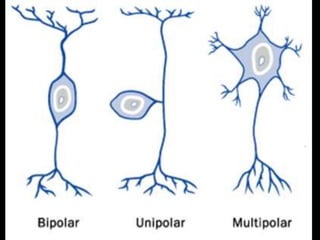 BIOLOGI - JARINGAN SARAF | PPTX