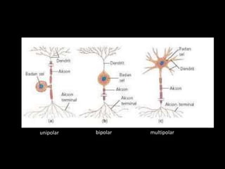 BIOLOGI - JARINGAN SARAF | PPTX