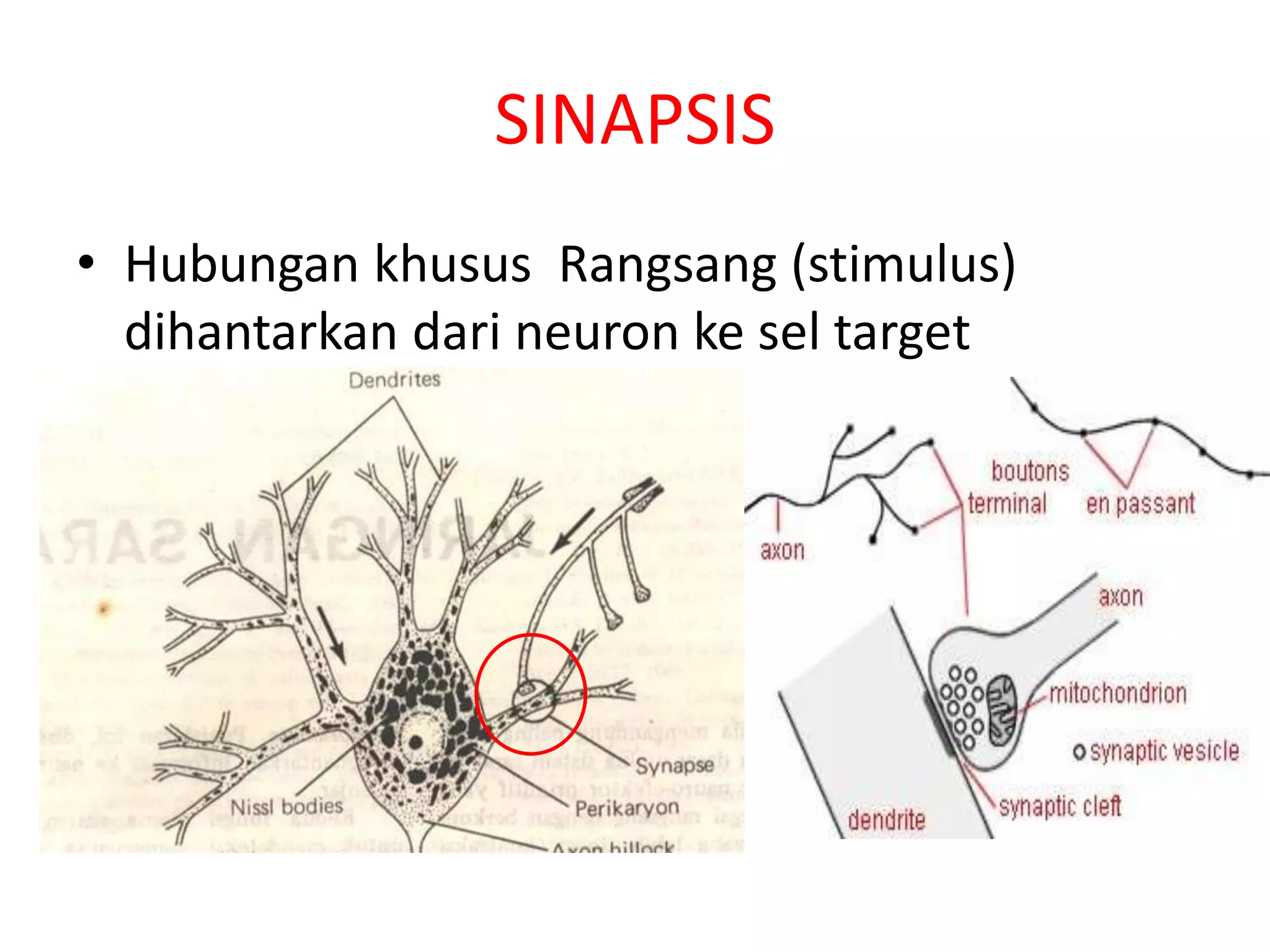 Jaringan saraf hewan (2) | PPTX