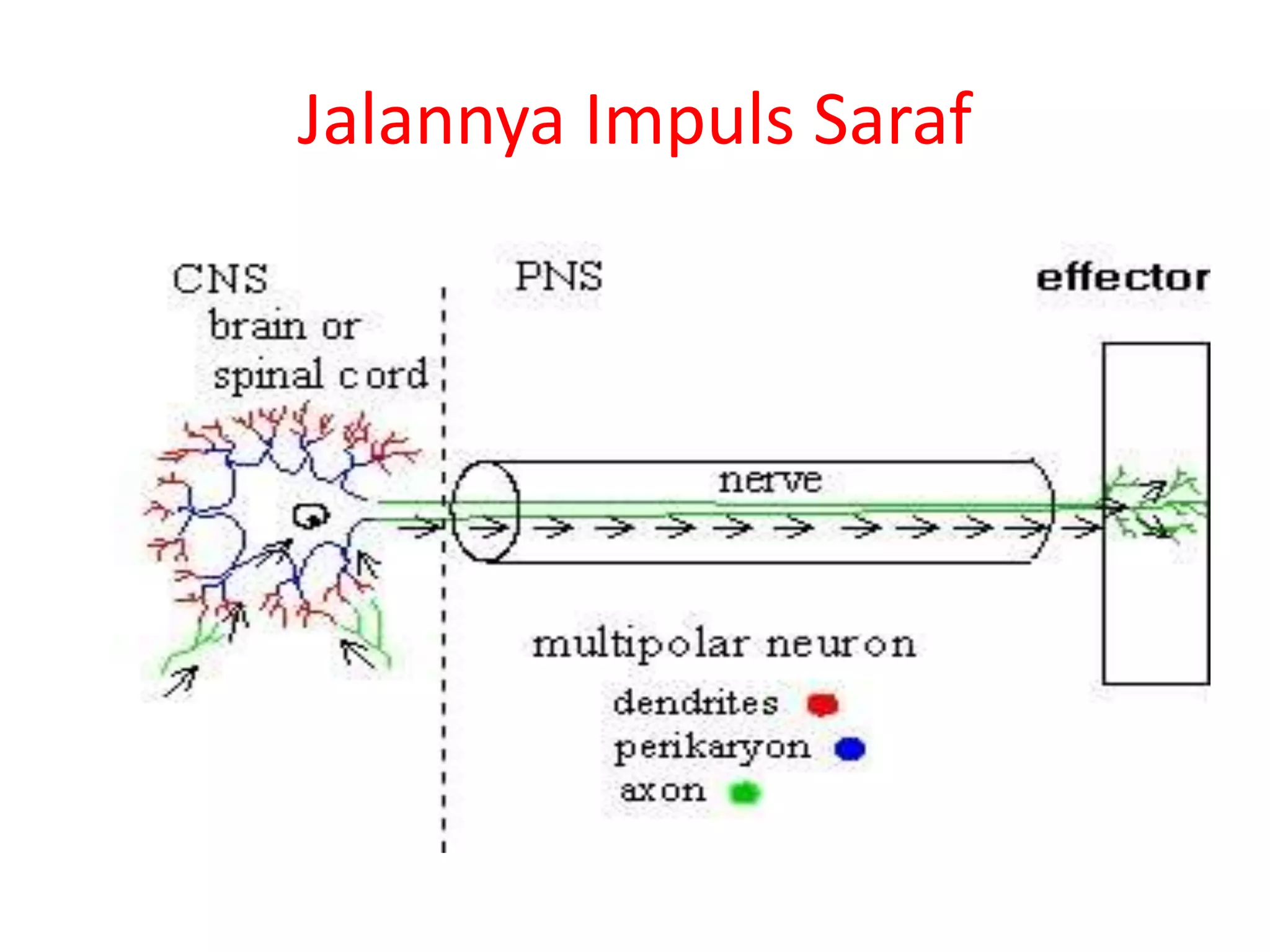 Jaringan saraf hewan (2) | PPTX