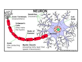 Jaringan saraf hewan (2) | PPTX