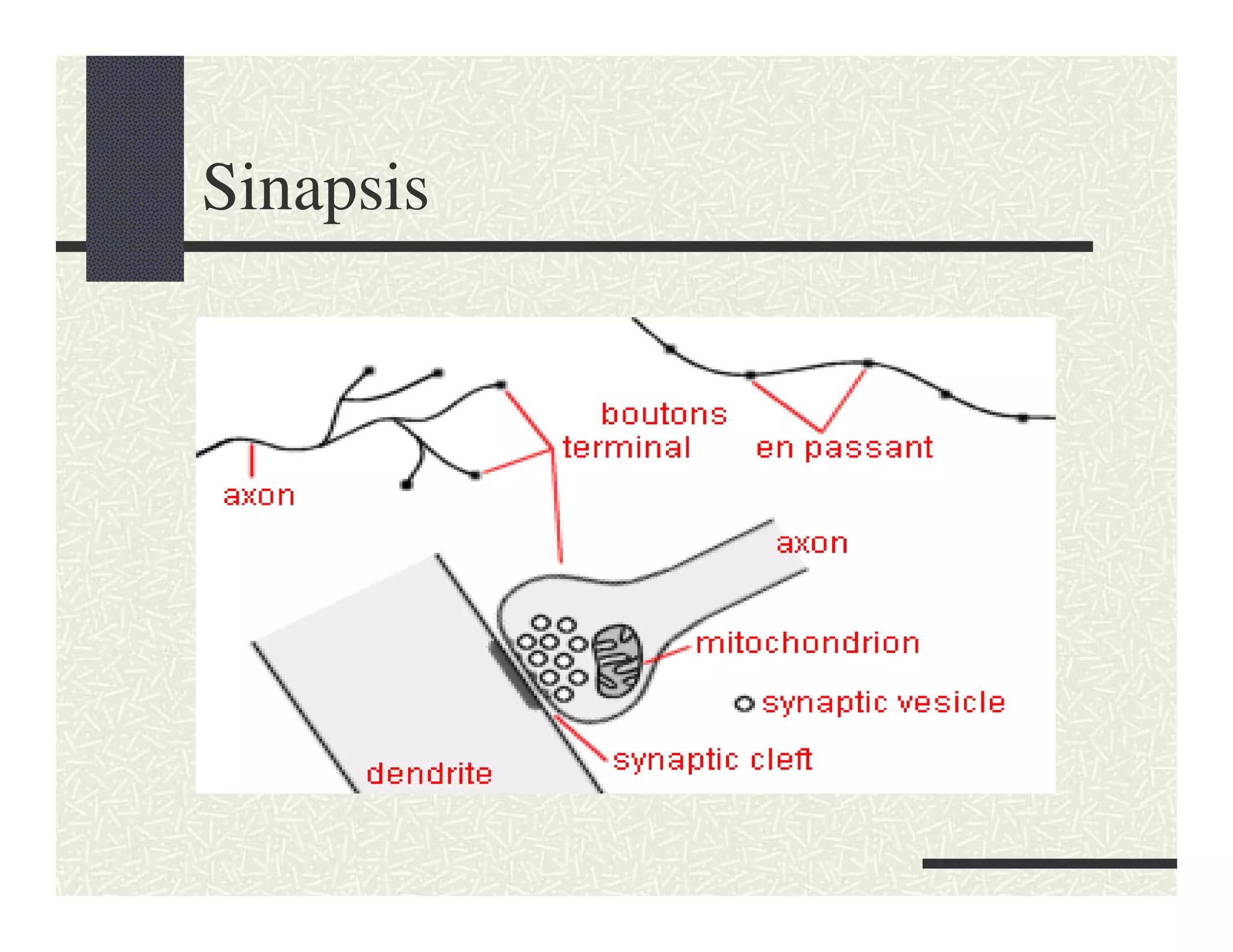 Jaringan_Saraf kelompok 4.pdf