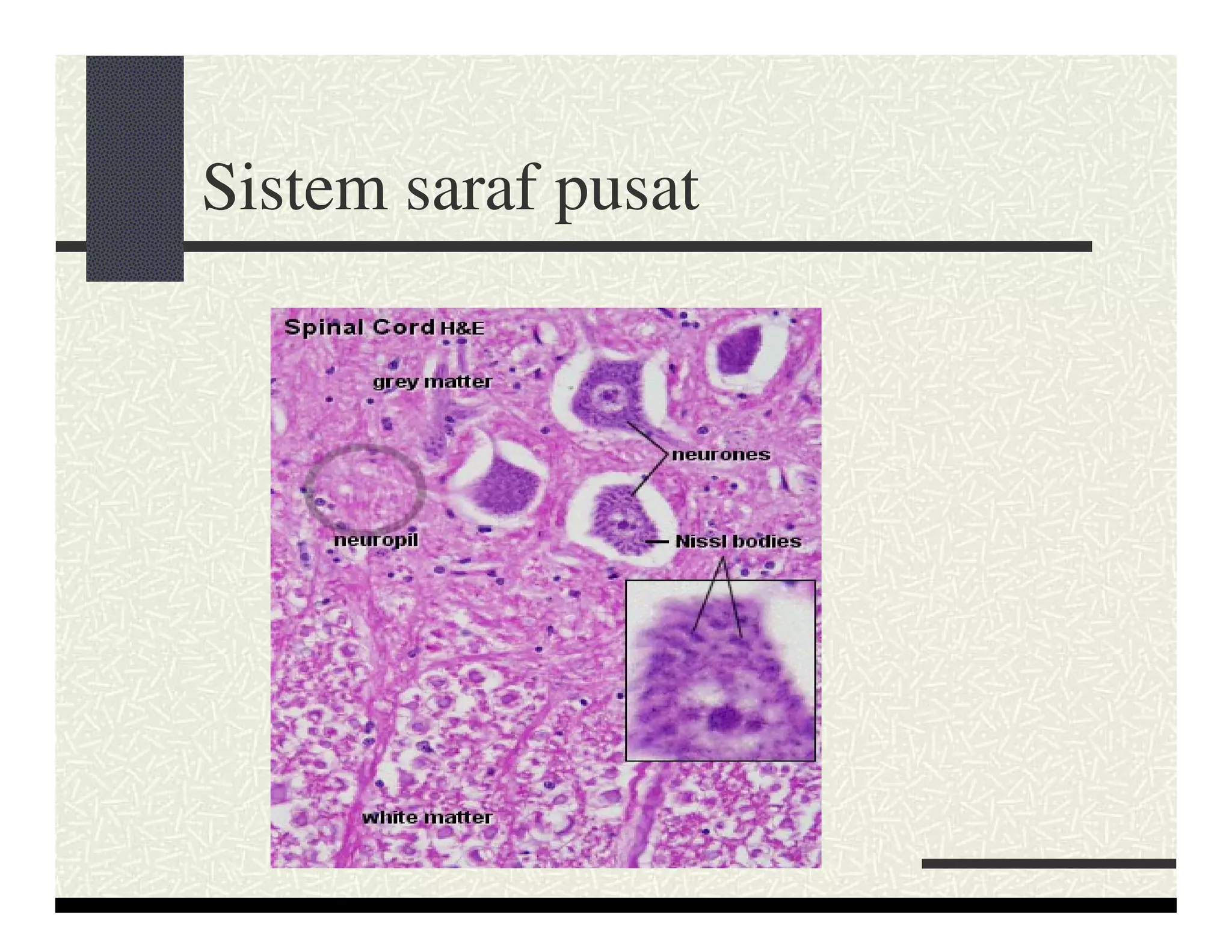 Jaringan_Saraf kelompok 4.pdf