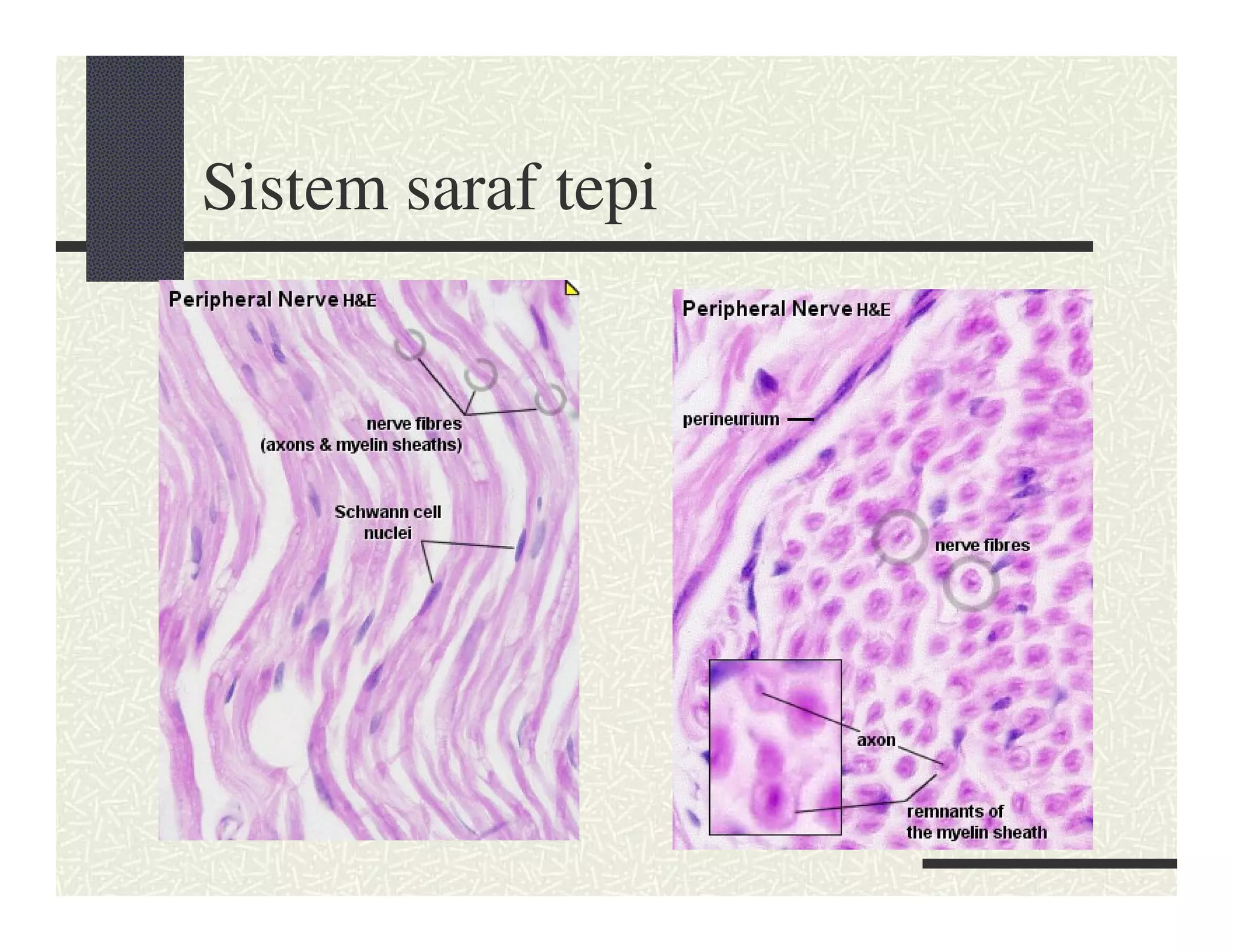 Jaringan_Saraf kelompok 4.pdf