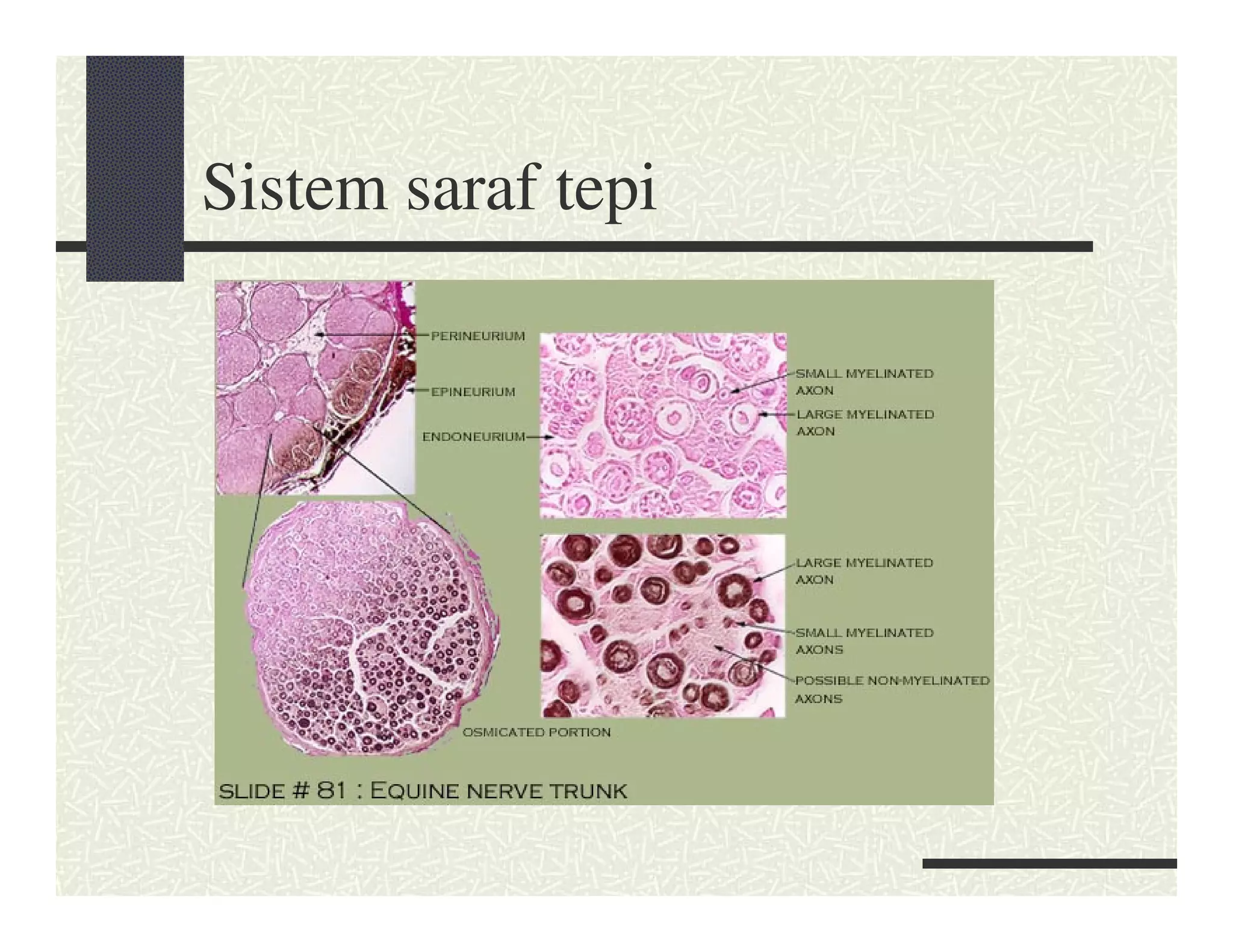 Jaringan_Saraf kelompok 4.pdf