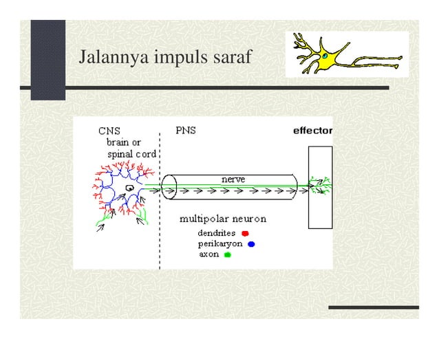 Jaringan_Saraf kelompok 4.pdf