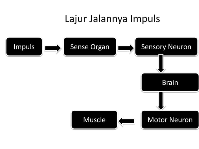Jaringan saraf pada hewan | PPTX