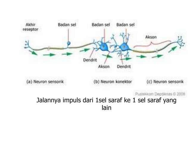Jaringan saraf pada hewan | PPTX