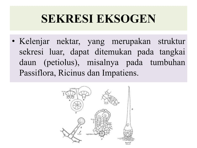 Sekresi | PPTX