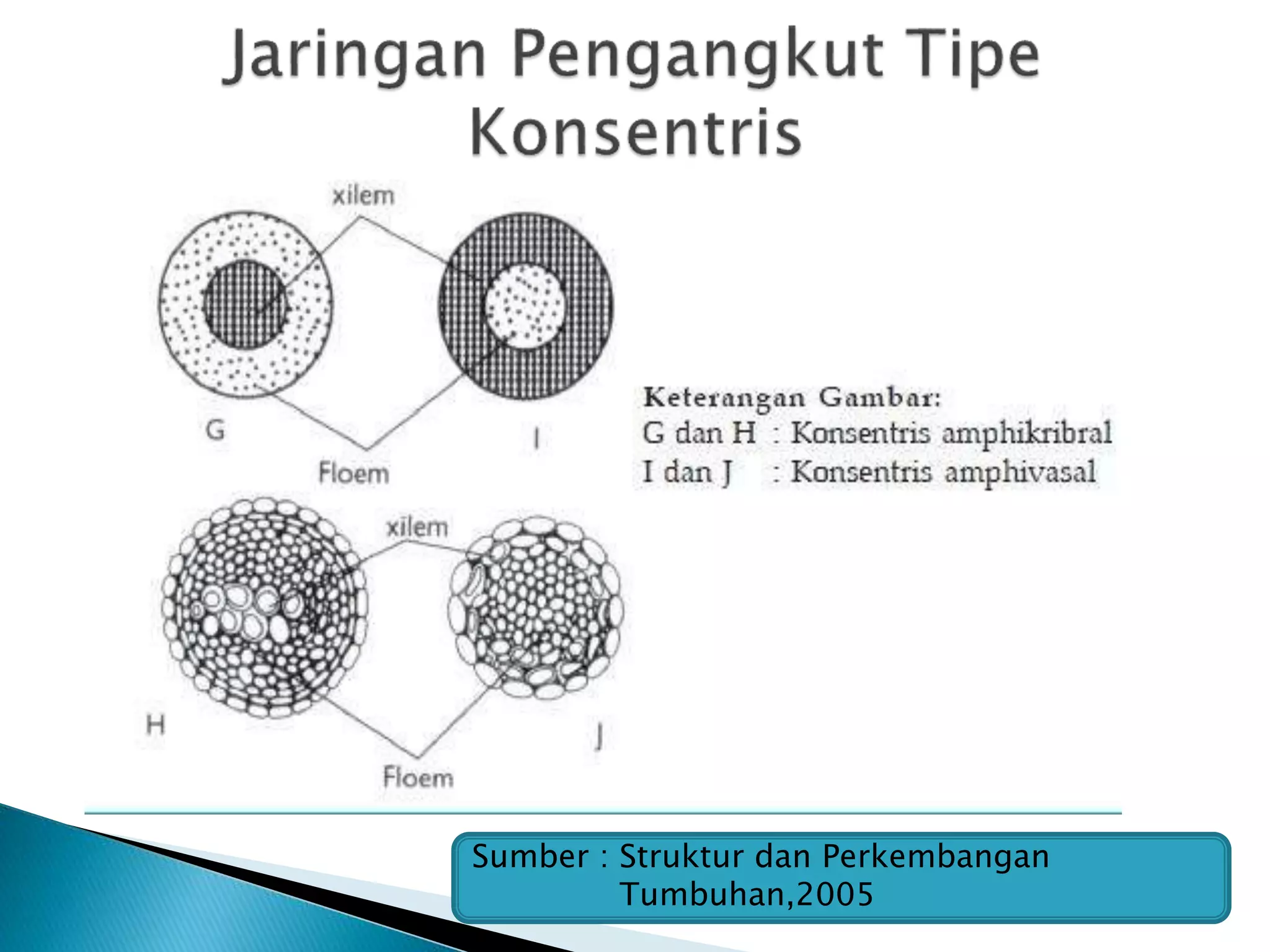 Jaringan sel tumbuhan | PPTX