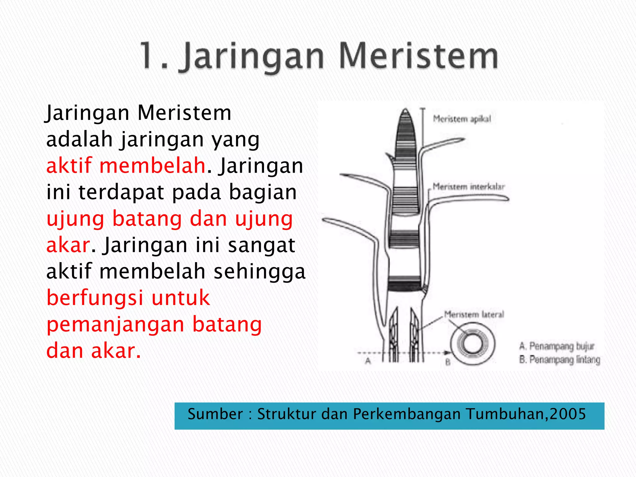 Jaringan sel tumbuhan | PPTX