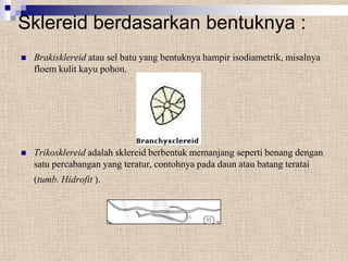 Jaringan sklerenkim | PPTX