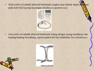 Jaringan sklerenkim | PPTX
