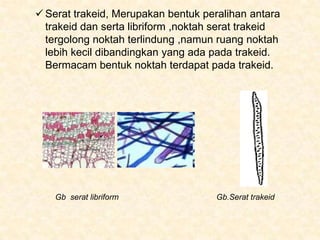 Jaringan sklerenkim | PPTX