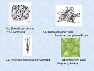 Jaringan sklerenkim | PPTX