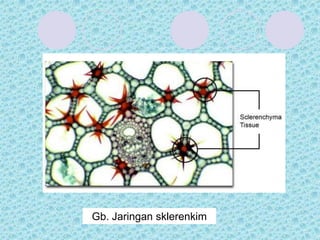 Jaringan sklerenkim | PPTX
