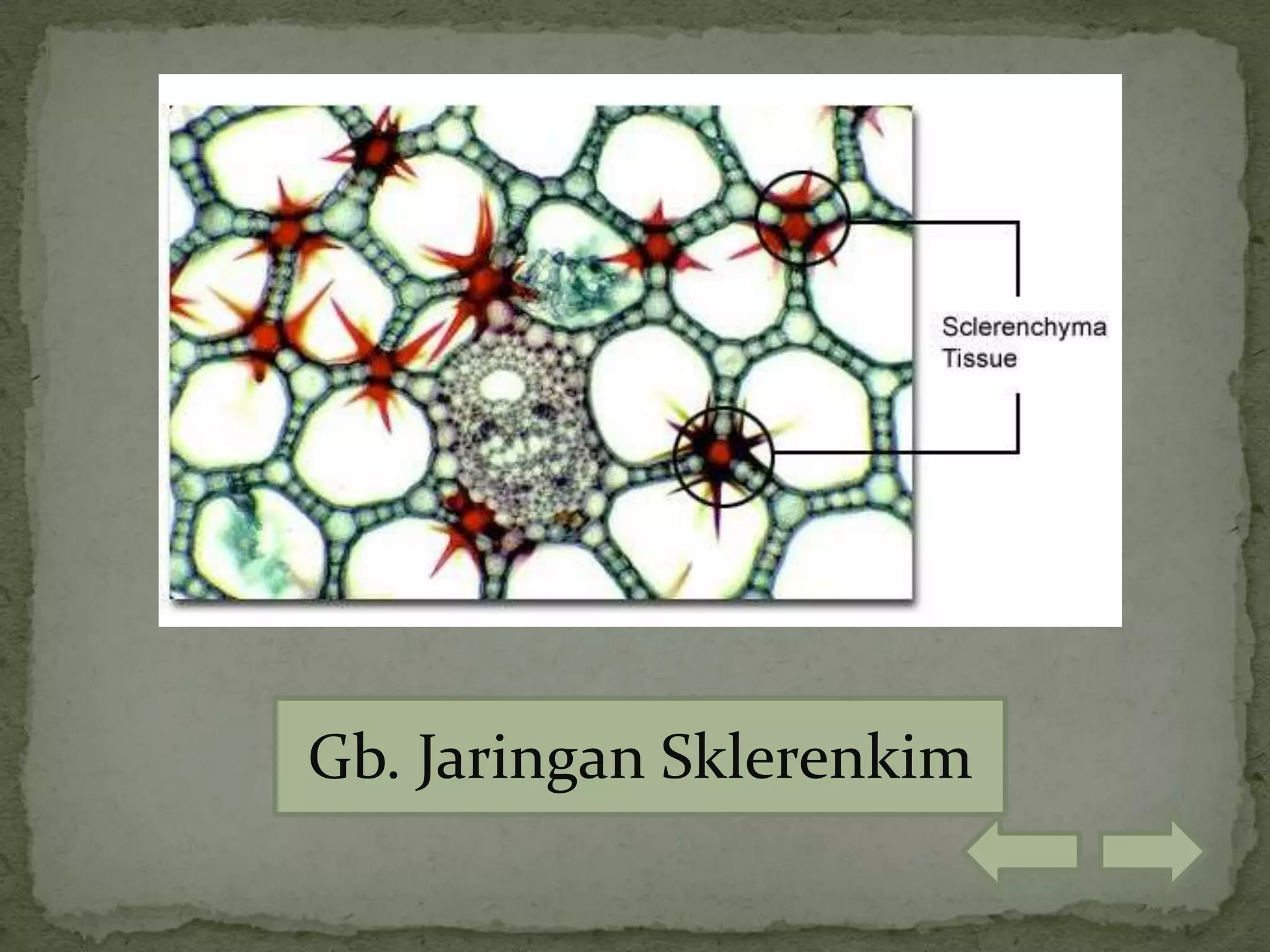 Jaringan sklerenkim | PPTX