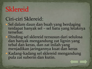 Jaringan sklerenkim | PPTX