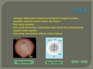 Jaringan sklerenkim | PPTX