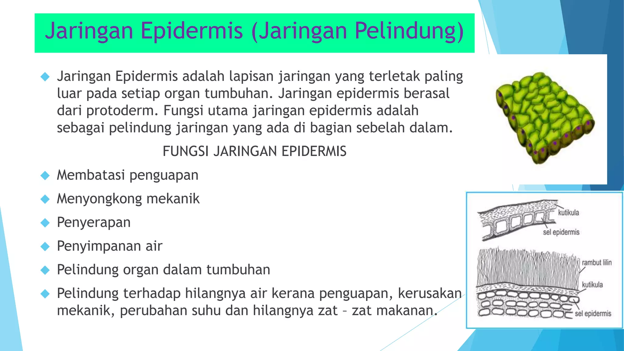 Jaringan Tumbuhan | PPTX
