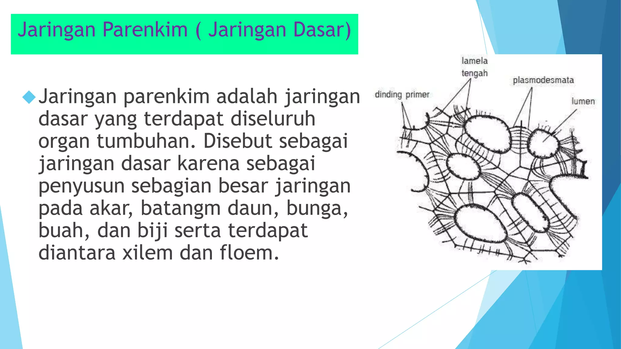 Jaringan Tumbuhan | PPTX