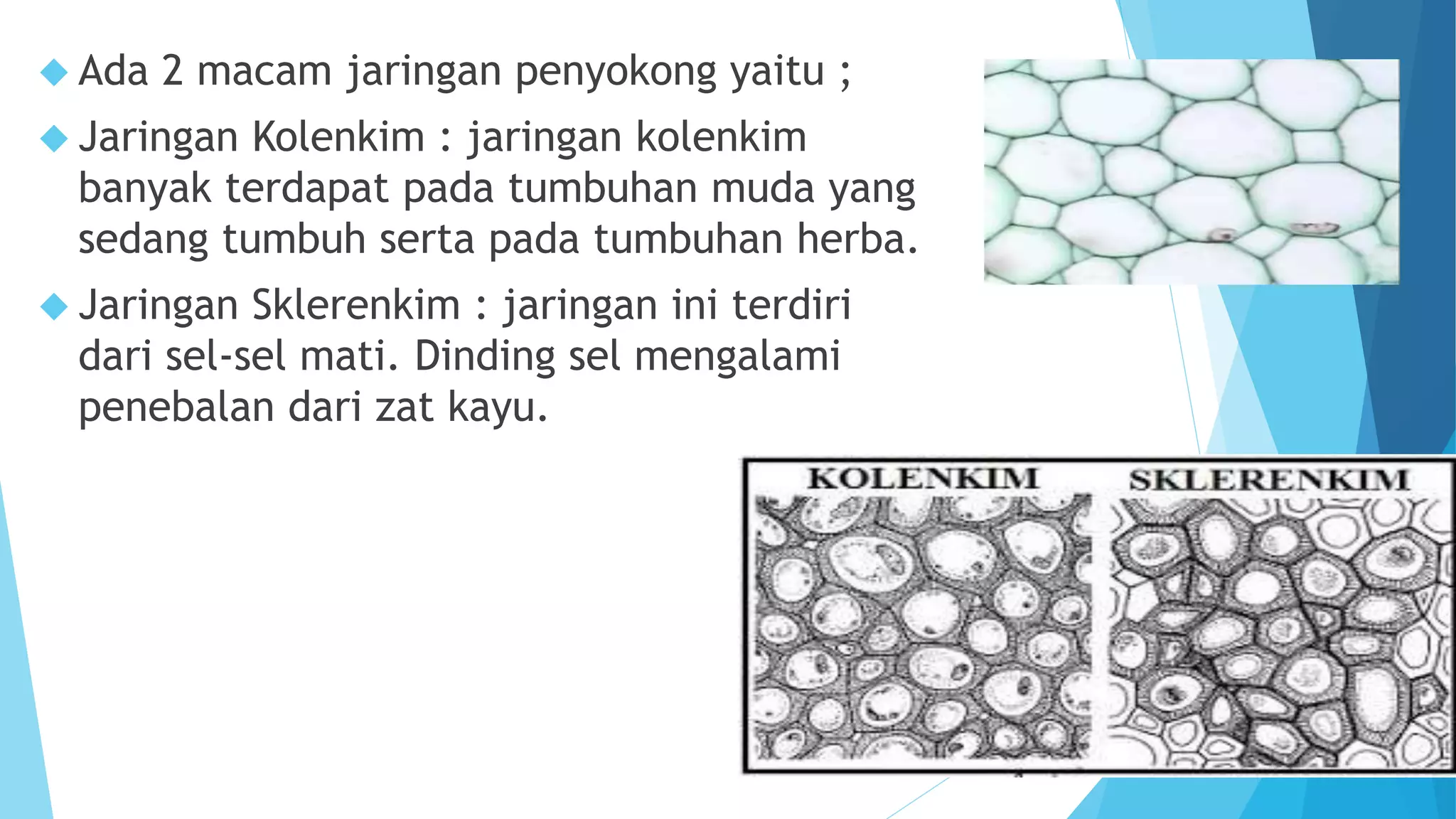 Jaringan Tumbuhan | PPTX