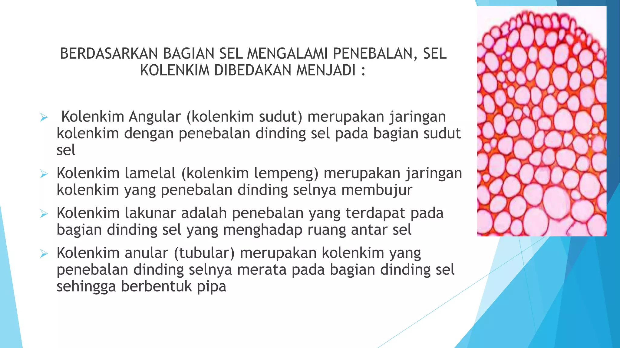 Jaringan Tumbuhan | PPTX