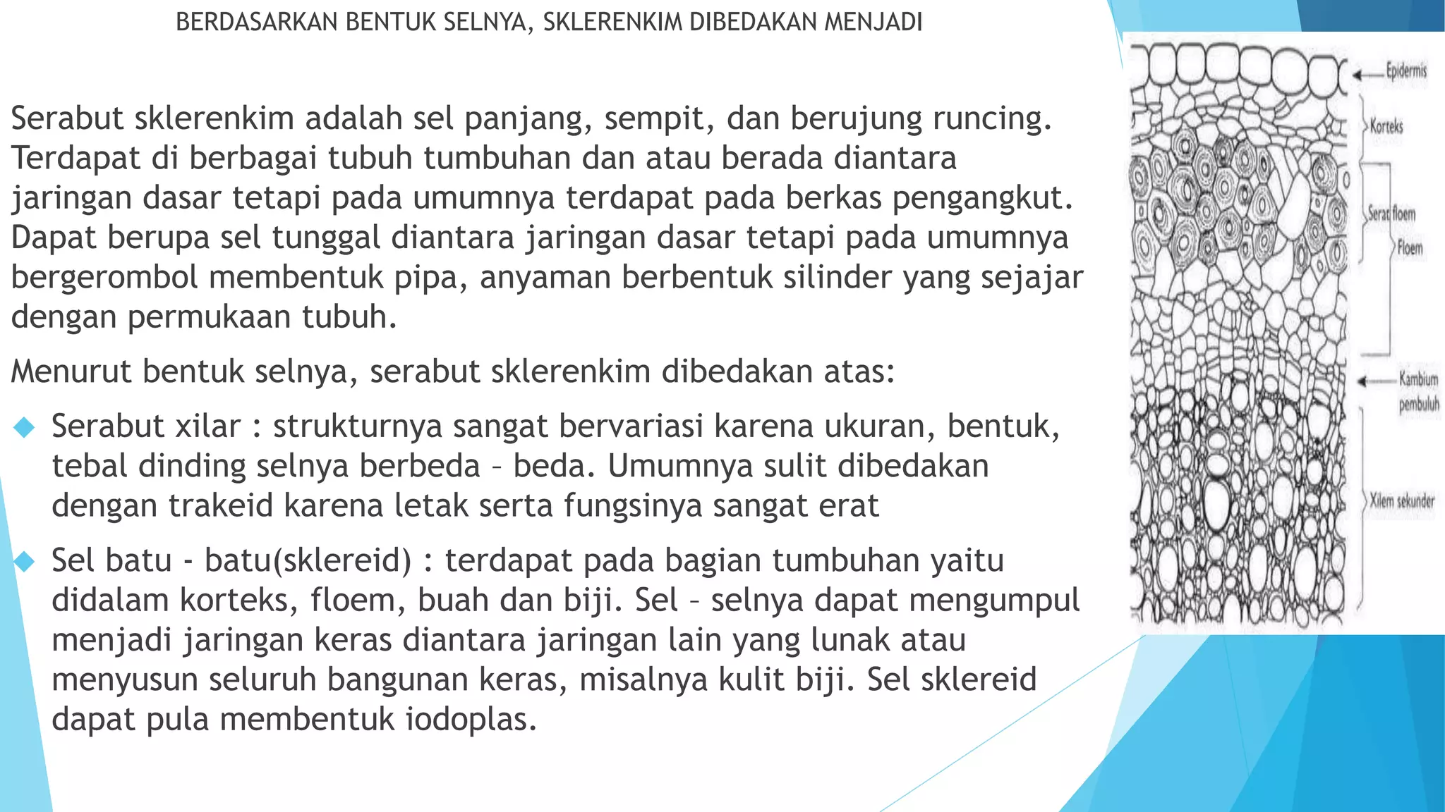 Jaringan Tumbuhan | PPTX
