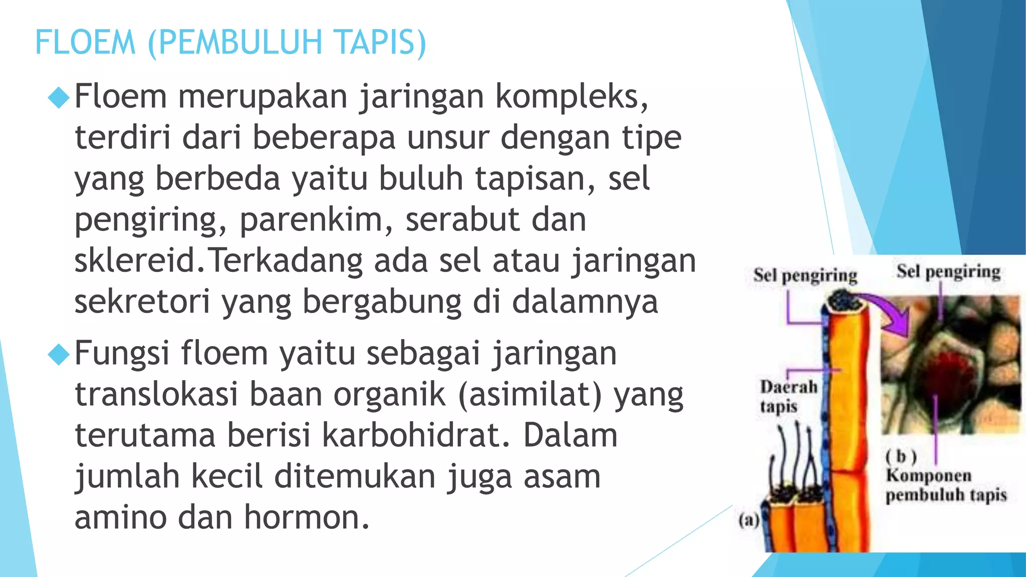 Jaringan Tumbuhan | PPTX