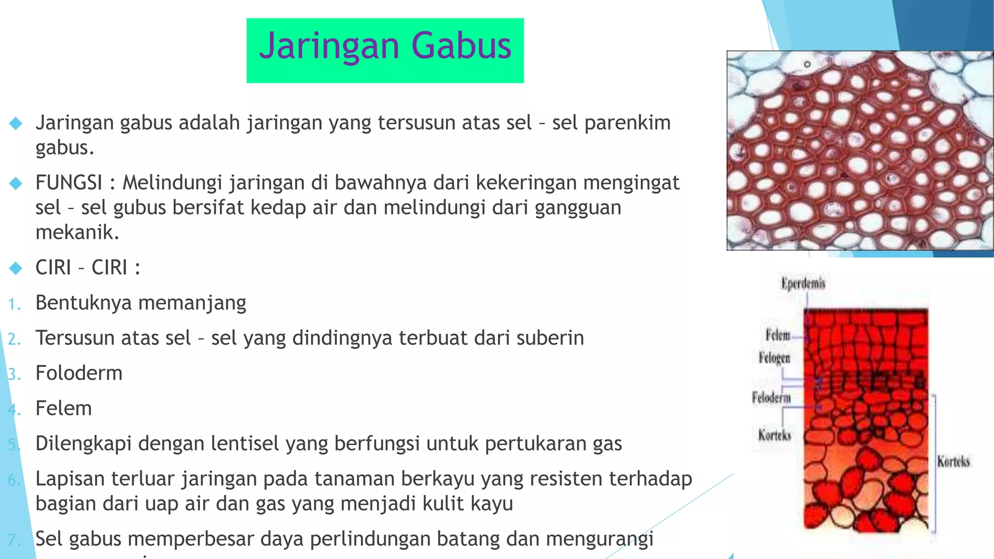 Jaringan Tumbuhan | PPTX