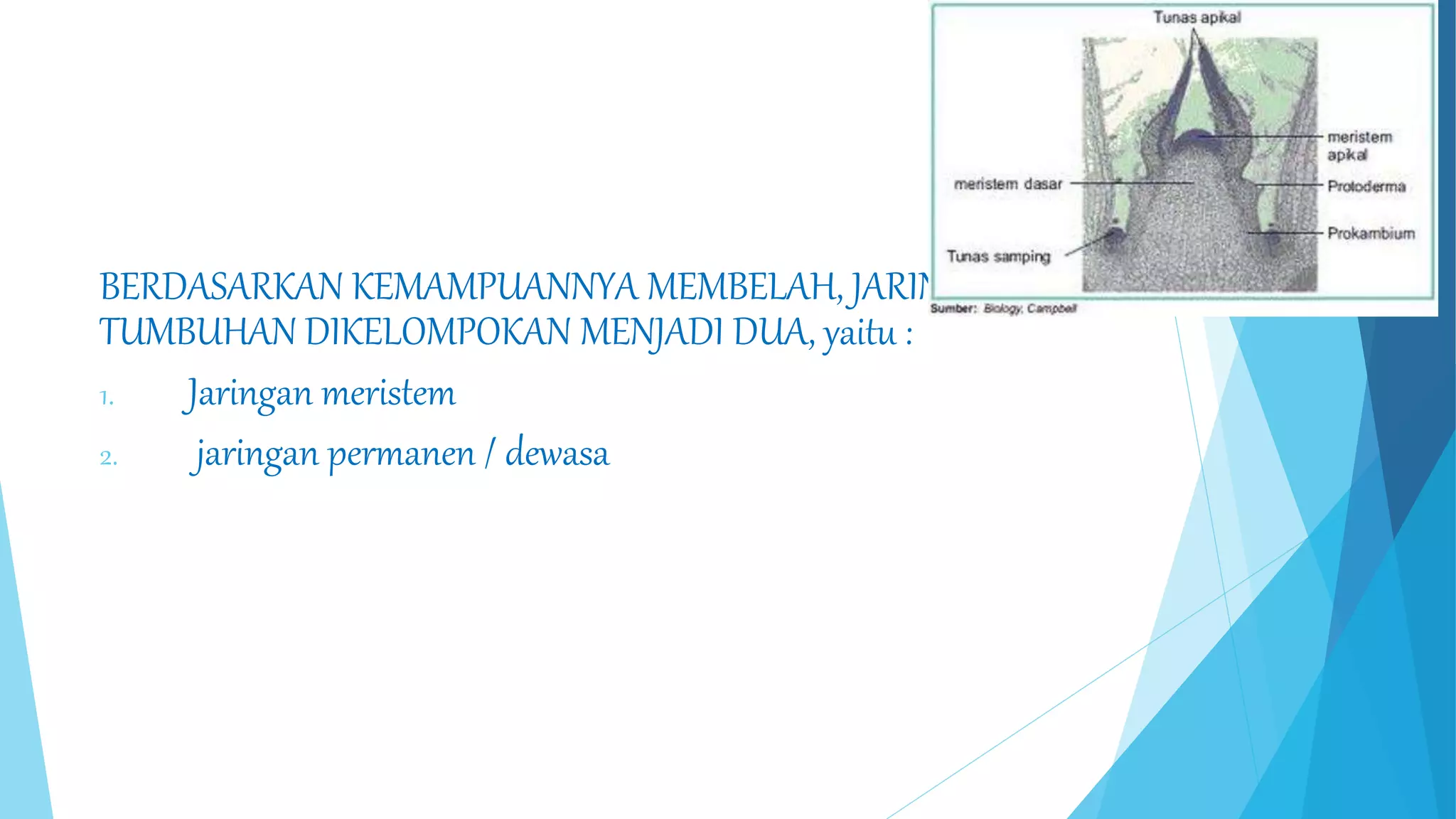 Jaringan Tumbuhan | PPTX