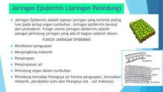 Jaringan Tumbuhan | PPTX