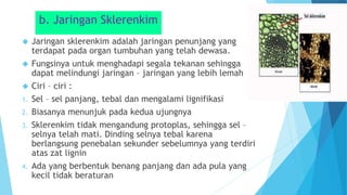 Jaringan Tumbuhan | PPTX