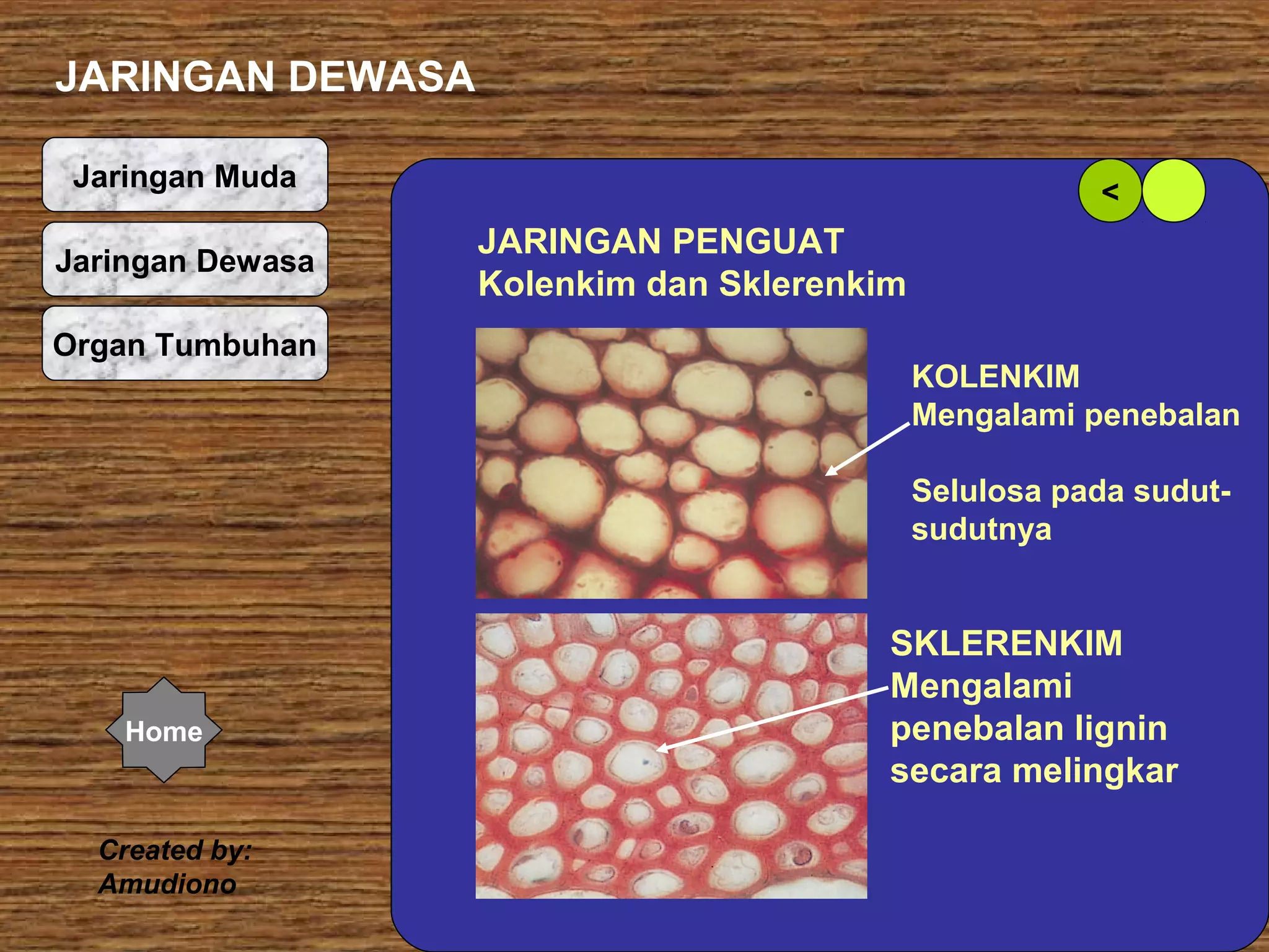 Jaringan tumbuhan Biologi SMA | PPT