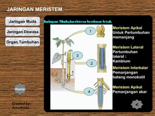 Jaringan tumbuhan Biologi SMA | PPT
