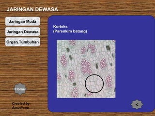 Jaringan tumbuhan Biologi SMA | PPT
