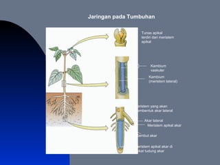 Jaringan tumbuhan | PPT
