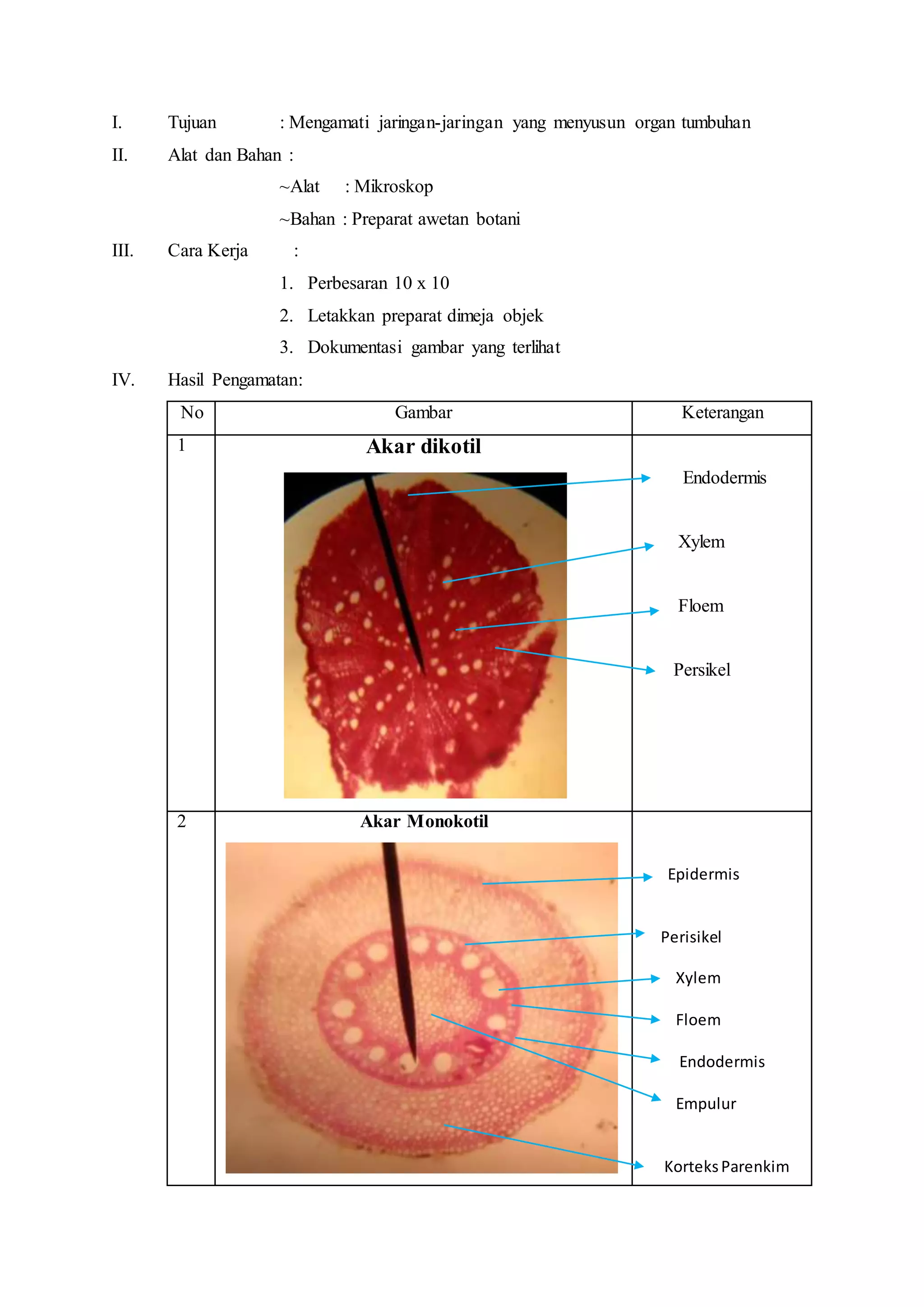 Jaringan tumbuhan | DOCX