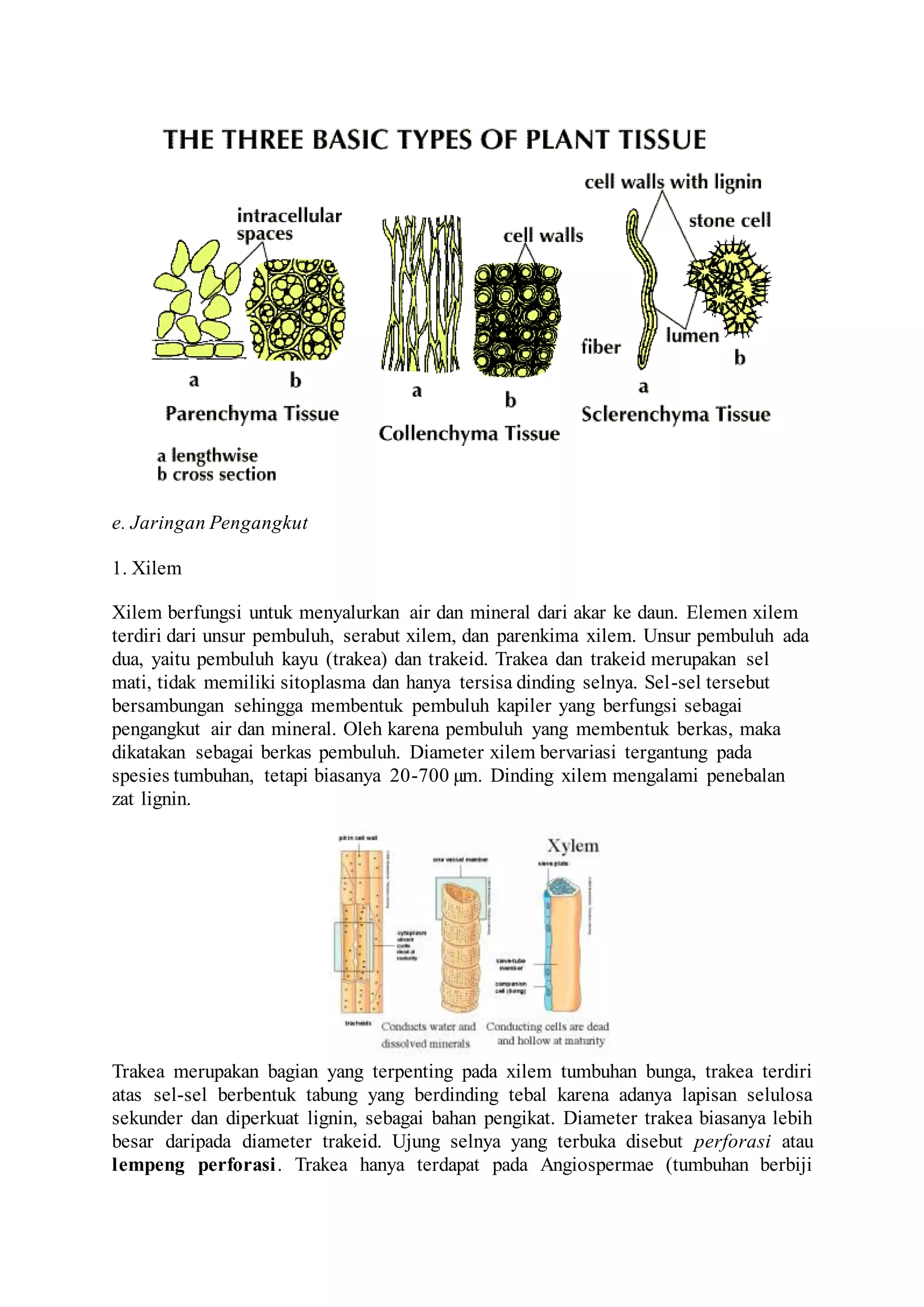 Jaringan tumbuhan | DOCX